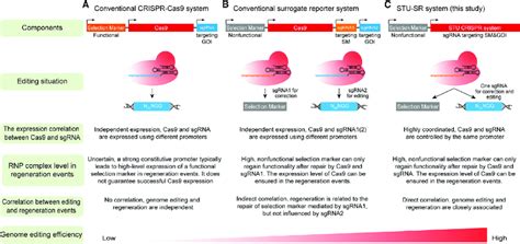 Comparison Of Three Crispr Cas9 Editing Systems Download Scientific