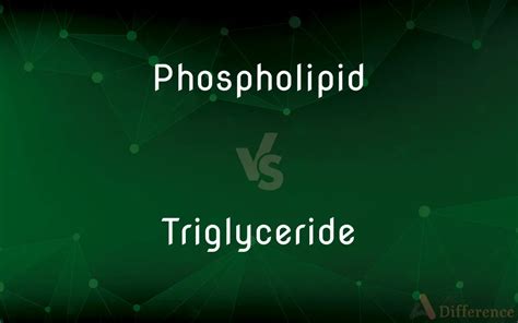 Phospholipid Vs Triglyceride — Whats The Difference