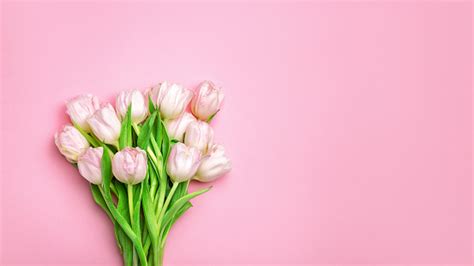 분홍색 배경에 아름 다운 분홍색과 흰색 튤립입니다 봄 꽃입니다 3월 8일 엽서 0명에 대한 스톡 사진 및 기타 이미지 0명