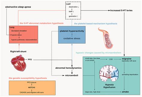 Frontiers Recent Progress In Patent Foramen Ovale And Related Neurological Diseases A