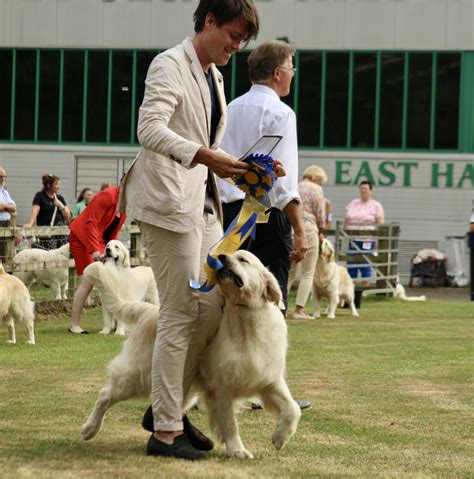 Joint Grc Championship Show Uk Olvinglay Golden Retriever