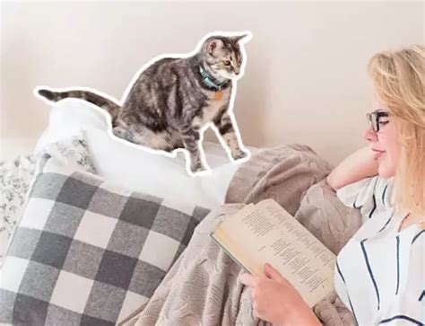 6 Best Cat Breeds For Emotional Support Esa Doctors