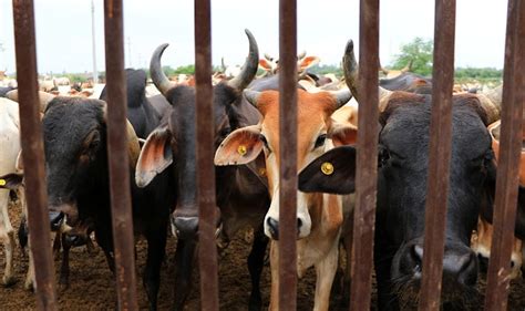 Uttar Pradesh Agra Man Booked For Having Sex With Cow India Com
