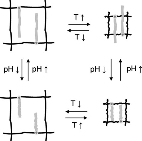 Full Article Synthesis And Characterization Of New Ph And Thermo Responsive Hydrogels Based On