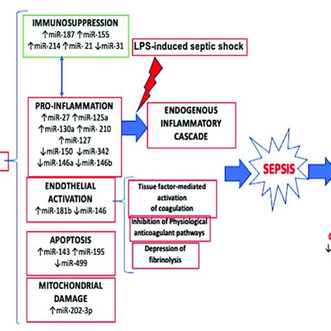 Pdf Micrornas And Sepsis Induced Cardiac Dysfunction A Systematic Review