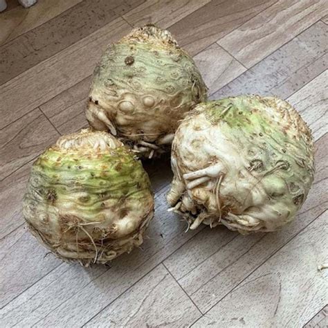 Вольт F1 семена сельдерея корневого (Lark Seeds) купить в интернет ...