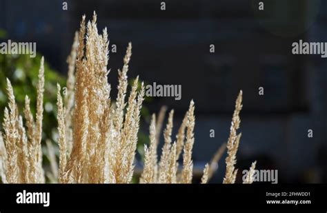 Floating Grasses Stock Videos And Footage Hd And 4k Video Clips Alamy