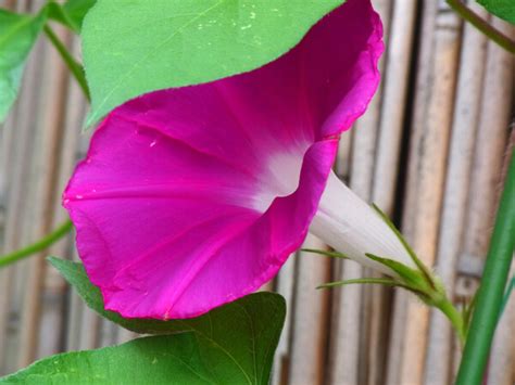 夏の風物詩