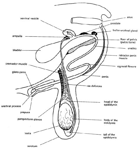 The Reproductive Organs Of The Ram Source Miller Download Scientific Diagram