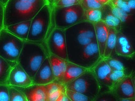 Continuous Culturing Of Primary Hepatocytes Achieved