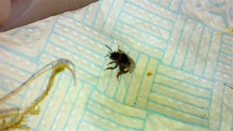 Warning Behaviour From Tiny Bumblebee YouTube