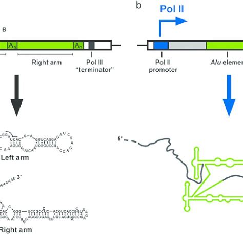 Pdf Useful Junk Alu Rnas In The Human Transcriptome