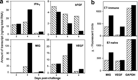 Vaccine Induced Cd8 T Cells Eliminate Tumors By A Two Staged Attack