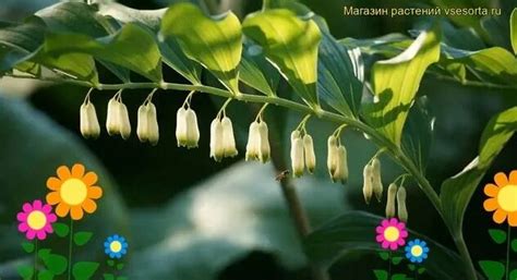 Купена многоцветковая. Краткий обзор, описание характеристик, где ...