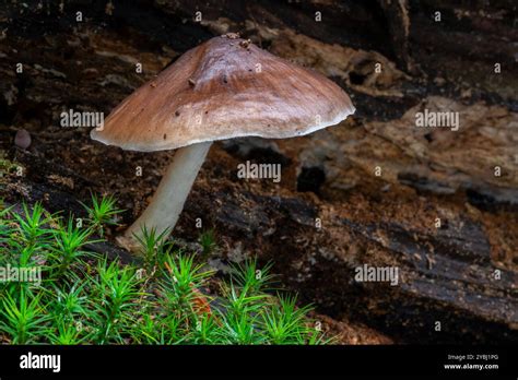 Deer Shield Deer Mushroom Fawn Mushroom Pluteus Cervinus