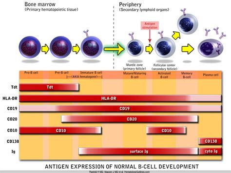 B Cell Maturation Bone Marrow And Periphery Np School B Cell Ap