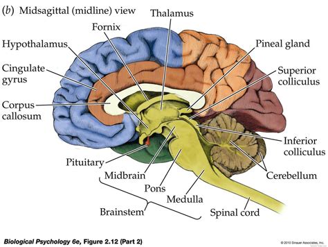 A Skeleton With Labelshuman Skeleton Diagram With Labels Visual Anatomy System Human Body