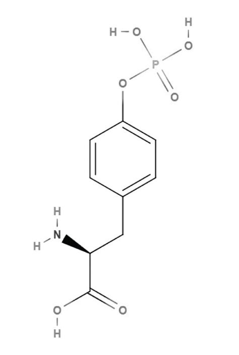 Phosphorylation De La Tyrosine