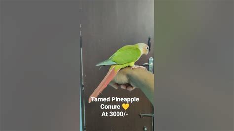 Tamed Pineapple Conure 💛 Youtube