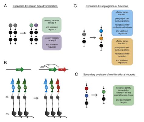 Four Types Of Neural Circuits And Describe Their Similarities