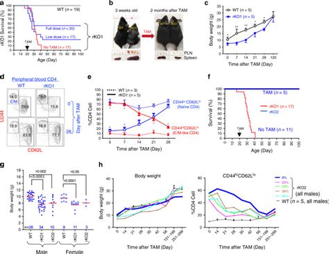 In Situ Conversion Of Defective Treg Into Supertreg Cells To Treat Advanced Ipex Like Disorders