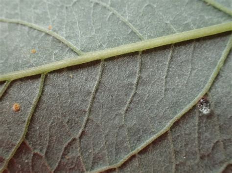 Sitka Willow Search Native Plant Hub