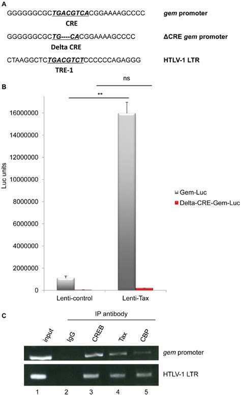 Together With Creb And Cbp Tax Is Present On The Gem Promoter And Download Scientific Diagram