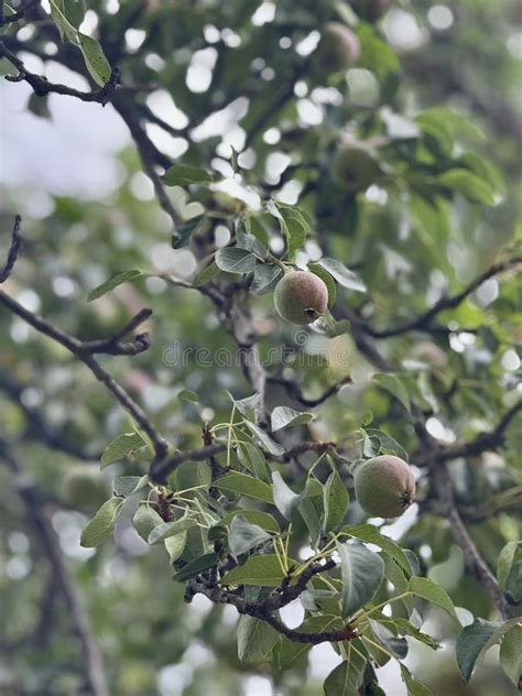 Young Green Apples Growing On Branch Stock Image Image Of Food