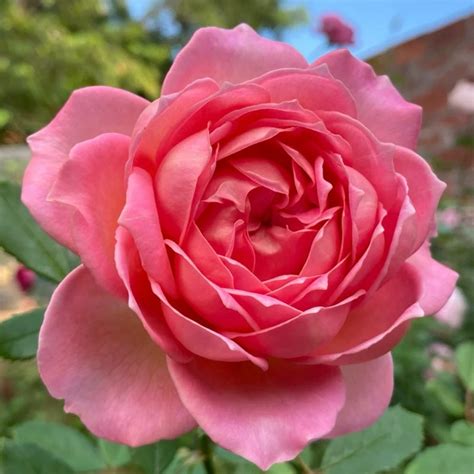 Constance Rose Timeless Beauty For Your Garden Roseexplosion