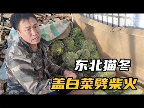 辛广坤家白菜冻了给白菜多盖层棉被再给霞姐劈劈柴火 YouTube