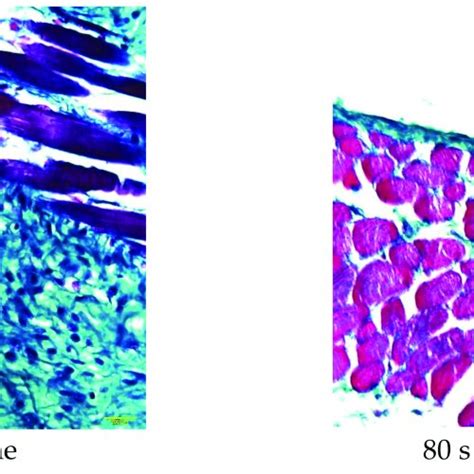 Microphotographs Of The Histological Tissue Samples Stained With Download Scientific Diagram