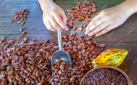 Premium Photo Hand Inspecting Selecting Quality Cocoa Beans For