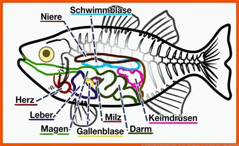 Fisch Aufbau Innere Organe Arbeitsblatt Biologie Arbeitsblätter