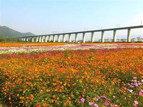 2025缙云笕川花海门票 缙云缙云笕川花海游玩攻略 缙云笕川花海游览攻略路线 地址 门票价格 去哪儿攻略
