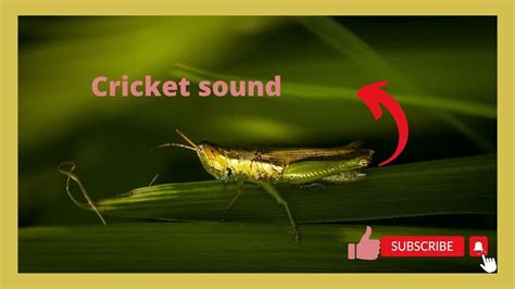 10 Minutes Of Cricket Sound Youtube
