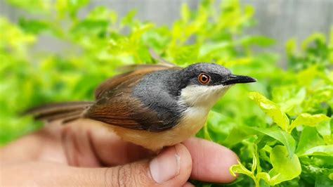 Blazor Component Model Passing Data And Managing Lifecycle Methods Medium