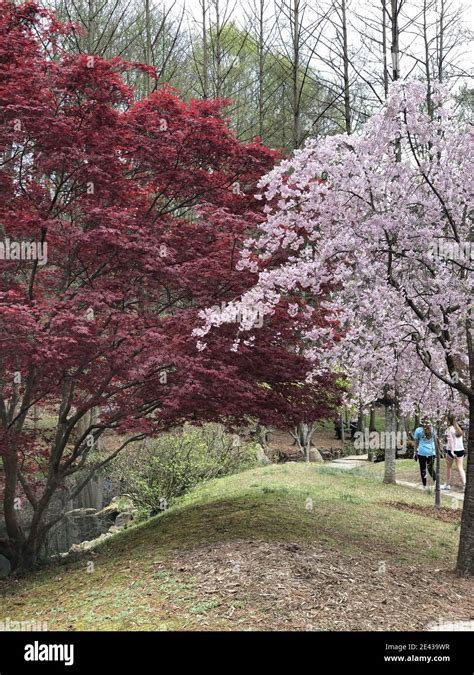 Vertical Shot Of A Pathway Surrounded With Trees Covered In Pink Flowers Stock Photo Alamy