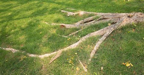 Root Pruning Rules For Mature Trees Randy Lemmon