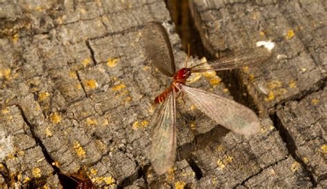 Physical Characteristics Of Different Types Of Termites Pest Control