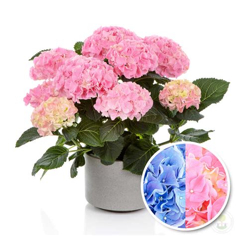 Гортензия крупнолистная Хай Маунтин Пинк (Hydrangea macrophylla Hi ...