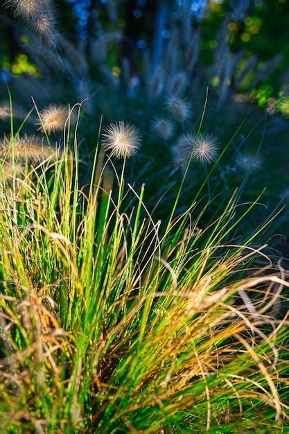 Premium Photo Perennials In The Fantastic Morning Light