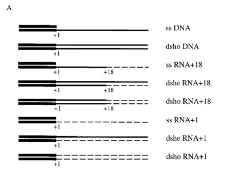 【921】ivtmrna合成in Vitro Transcription Sam Note