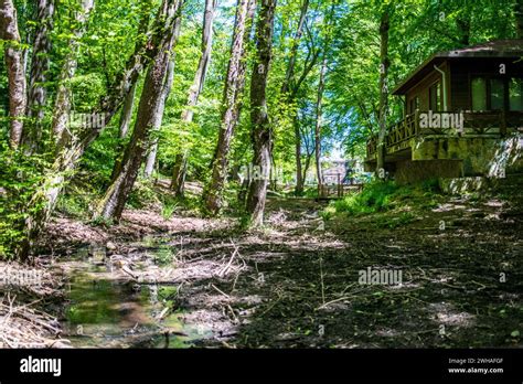A Calm And Green Forest A Haven Of Tranquility Showcasing Nature S Beauty And The Peaceful