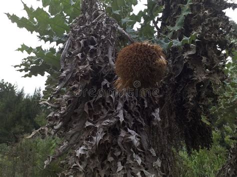 A Botanic Garden in Addis Ababa, Ethiopia Stock Photo - Image of ...