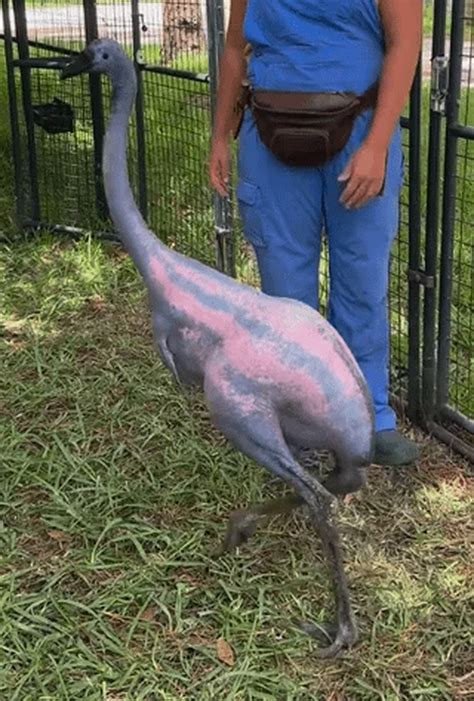 Hmmm This Featherless Emu Reminds Me Of Something Fandom