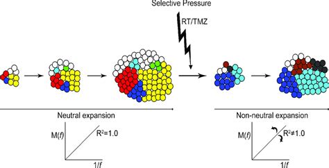 Neutral Expansion Of Variants Shifts Toward Non Neutral Modes After
