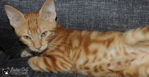 Why Do Cats Curl Their Paws Inward Senior Cat Wellness