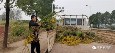 【生态】县城管局园林中心清除“加拿大一枝黄花” 维护生态安全阳新入侵多样性