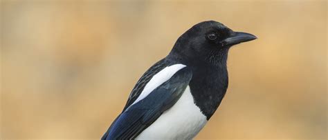 Wat Is Het Verschil Tussen Een Meerkoet En Een Waterhoen Vogel Blog