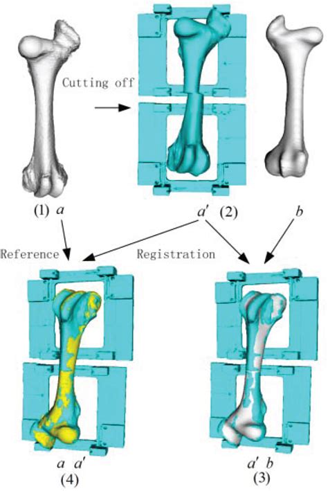 1 A The Intact Bovine Bone Before Fracture 2 A ′ The Download Scientific Diagram